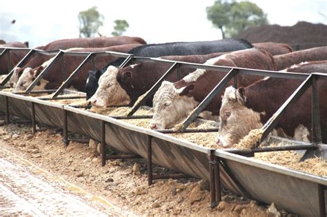Small Cattle Feedlot At Margaret Ratliff Blog
