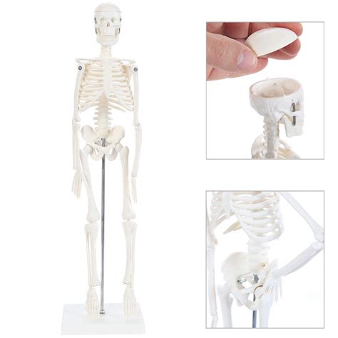 Buy Assembly Model 19 Mini Skeleton Human Skeleton Modelhas Movable Arms And Legs With Basic