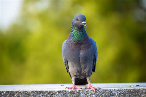 Common Pigeon Meigs Point Nature Center