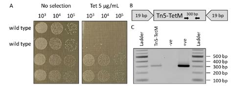 Tn5 Transposase Insertion Into A Laidlawii Pg 8a To Generate Donor Download Scientific Diagram
