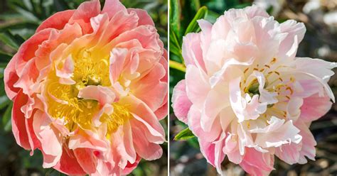 Colors Of Peonies Flowers