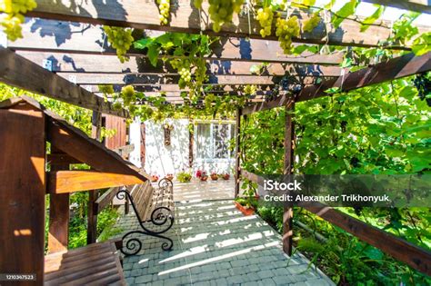 퍼골라 빔으로 만든 나무 캐노피와 별장의 뒷마당 포도는 바에서 자라며 그림자를 만듭니다 포도의 클러스터를 볼 수 있습니다 지상에 포장 슬래브가 있습니다 0명에 대한 스톡