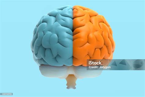 3d Rendering Belahan Otak Otak Kiri Dan Kanan Pada Bg Biru Foto Stok