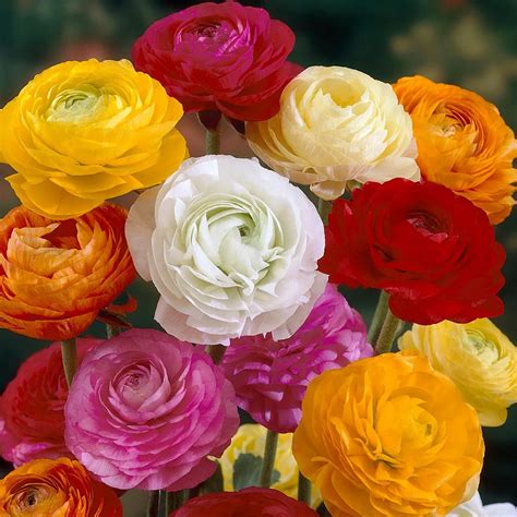 Ranunculus Garden Mix Paeony Gardeners Dream