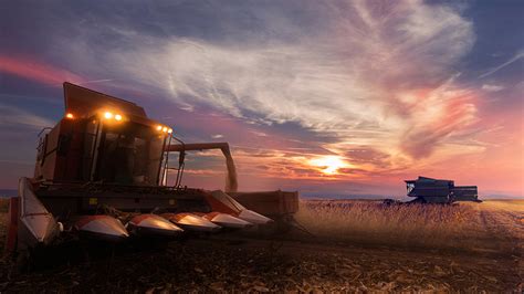 Corn Insect Pests Cropwatch Nebraska