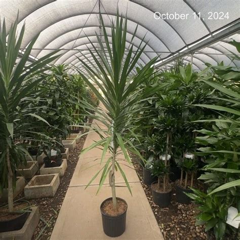 12″ Drac Tarzan Std 5′ Tri State Foliage