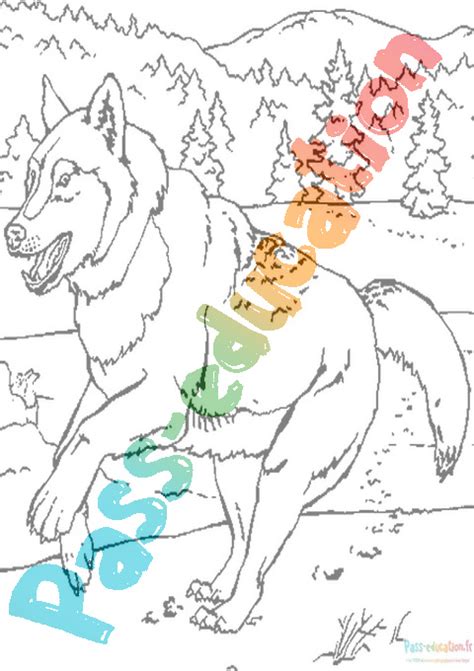 Coloriage Gratuit Loup Pdf Imprimer
