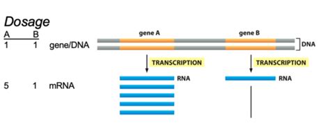Biochem2280 Topic 18 Bacterial Transcription Flashcards Quizlet