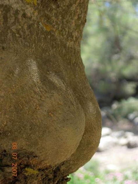 Sexiest Trees Xxx Porn