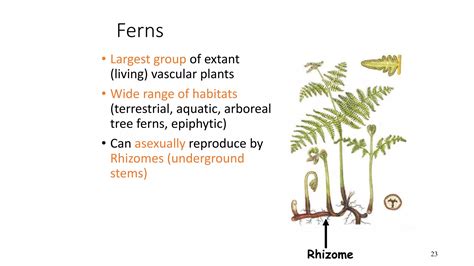 Non Flowering Plants Life Cycle Pptx