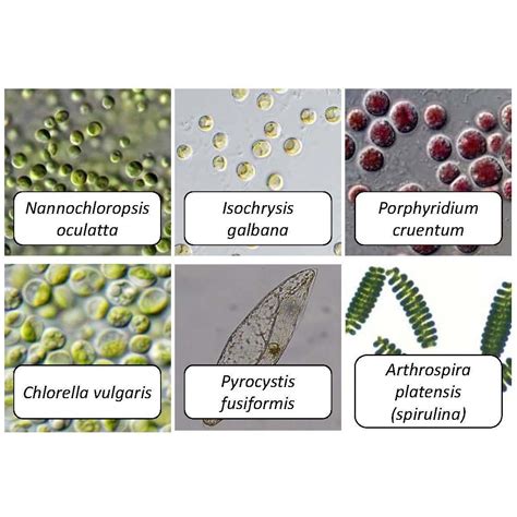 Algae Research Supply Live Algae Filter Feeder Formula 1000 Ml