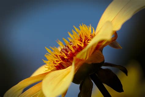 Bunga Surga Jatuh Foto Gratis Di Pixabay Pixabay