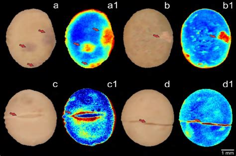 red green blue rgb image a and multispectral image a1 of soybean