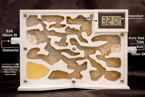Maisie Complete Ant Farm Starter Kit Live Queen Ant Nest