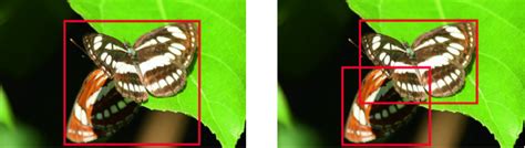 Github Kameliazaman Butterfly Classification Using Cnn Butterfly