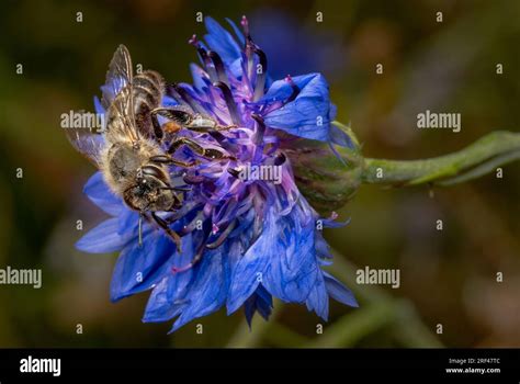 Honey Bee Apis Mellifera Common Popular Eusocial Flying Insect