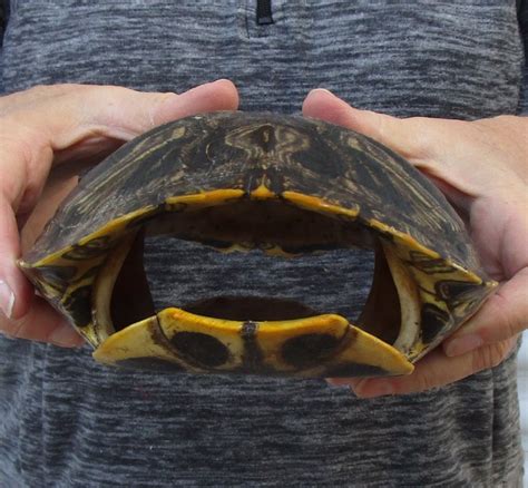 9 1 4 Inches Long Empty Turtle Shell Of A Red Eared Slider Turtle