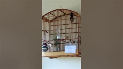 Criar E Preservar Youtube