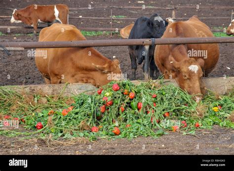 Do Cattle Eat Vegetables at Oscar Loveless blog