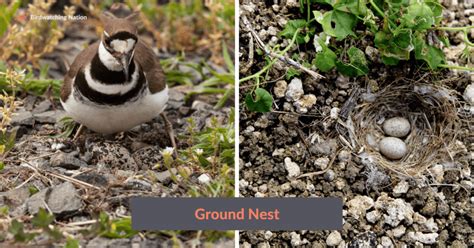 10 Unique Types Of Bird Nests And How To Identify Them Birdwatching Nation