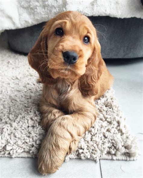Adorable Mini Cocker Spaniel Puppies