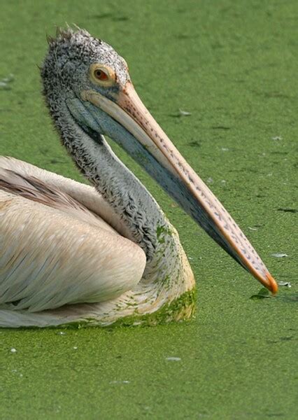 Spot Billed Pelican Fan Casting
