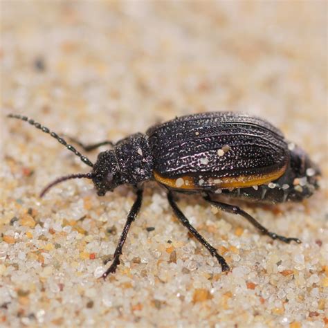 Yellow Bordered Dune Beetle Galeruca Bugguidenet
