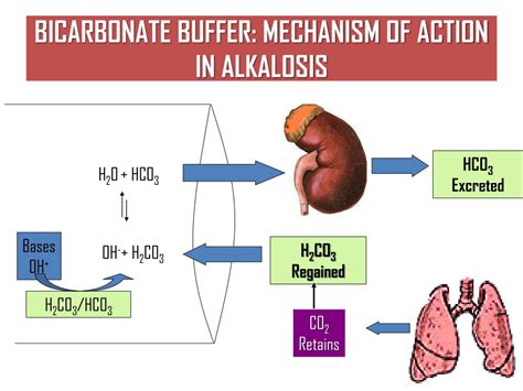 Ppt Acids Bases Buffers And Ph In Biochemistry Powerpoint