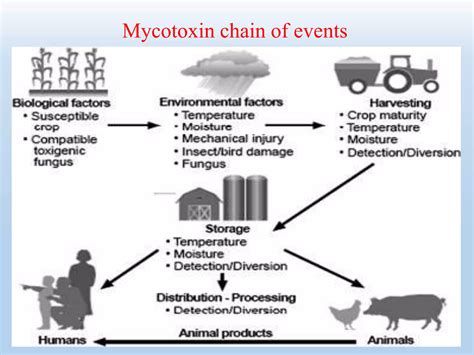 Mycotoxin Contamination In Food Crops And Its Management Pptx