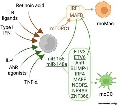 Monocyte Differentiation In Tissues And Cells By Elodie Segura And Co