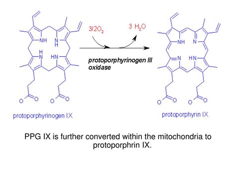 PPT Hemoglobin Synthesis Structure Function PowerPoint Presentation ID