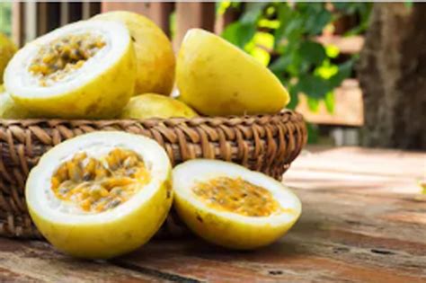 Manfaat Biji Markisa Untuk Kesehatan Kulit Dan Rambut ANTARA News