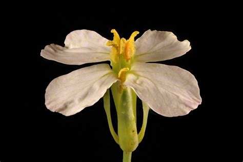 Raphanus Raphanistrum Subsp Sativus L Schmalh Plants Of The
