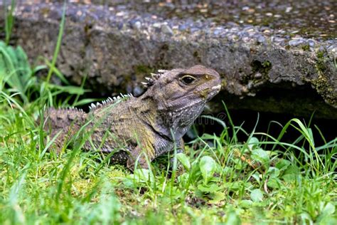 Tuatara The Prehistoric Native Reptile From New Zealand Stock Image