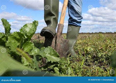Man Digging Soil With Shovel In Beet Field Closeup Stock Image Image Of Autumn Adult 262876183