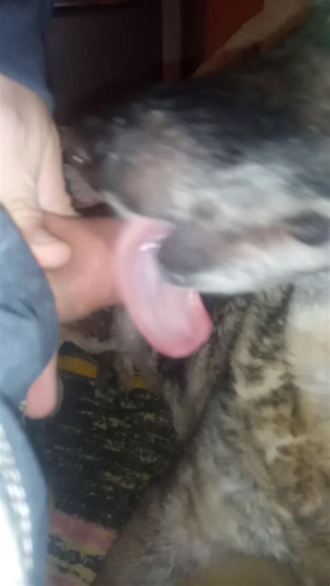 My Dog Loves To Lick My Cock 1 Zoo Tube 1