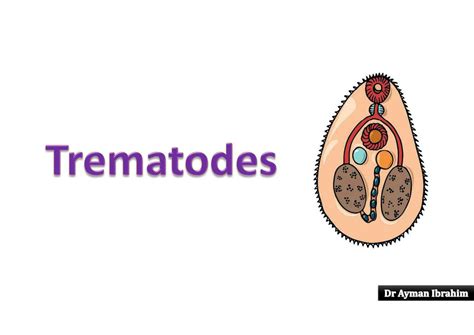solution parasitology practical explanation note with pictures college