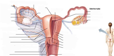 Lab 13 Internal Female Reproductive Organs Diagram Quizlet