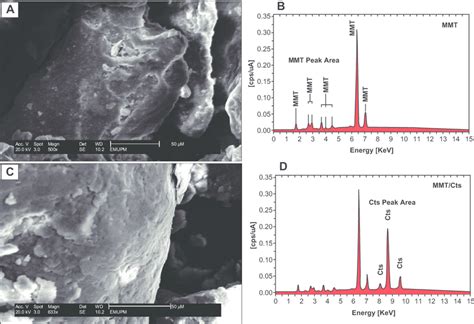 Scanning Electron Microscopy Micrographs And Energy Dispersive X Ray