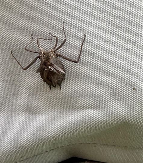 What Is This Nasty Bug Rwhatisthisbug