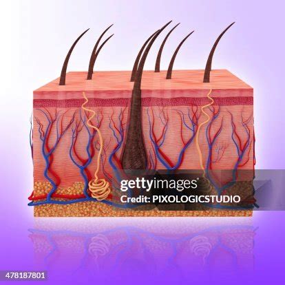Human Skin Artwork High Res Vector Graphic Getty Images