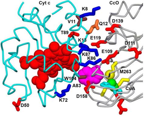 Accelerated Evolution Of Cytochrome C In Higher Primates And Regulation Of The Reaction Between