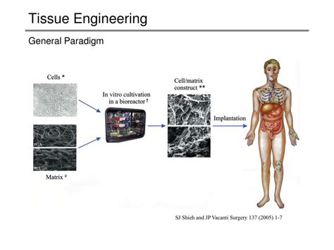 Ppt Tissue Engineering Powerpoint Presentation Free Download Id499539