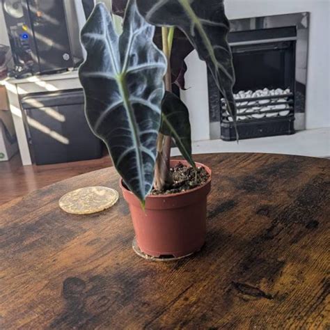 Ruby Wedding Rose 40th Wedding Anniversary T Help Celebrate A