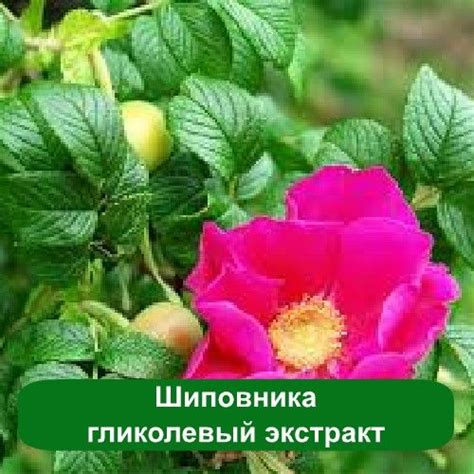 Гликолевые экстракты богаты своими полезными свойствами. Подходят для ...