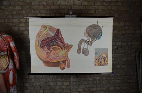 Human Penis And Testicles Original Vintage 1960s Educational Poster Roll