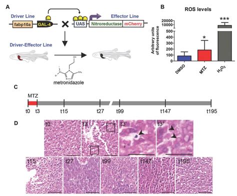 Pdf A Temporal Map Of Gene Expression Pattern During Zebrafish Liver