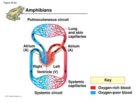 Systemic Capillaries