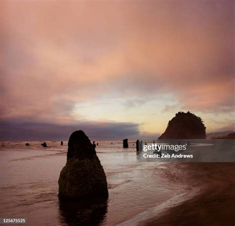 Neskowin Ghost Forest Photos And Premium High Res Pictures Getty Images
