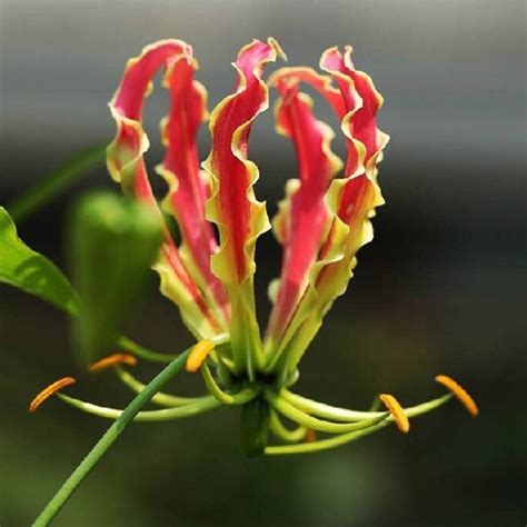 人气爆款嘉兰百合 藤本百合花期长 混色随机发，多年生攀缘花卉 花花优选